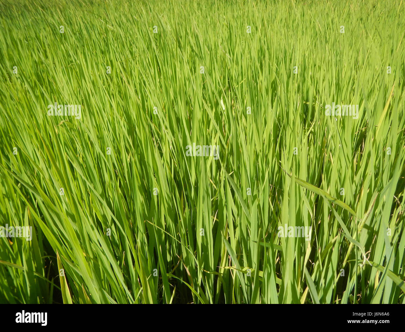 09123 Paddy fields Sipat Plaridel Bulacan Farm Market Road 25 Stock ...