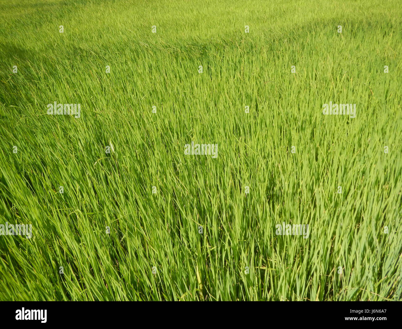 09123 Paddy fields Sipat Plaridel Bulacan Farm Market Road 26 Stock ...