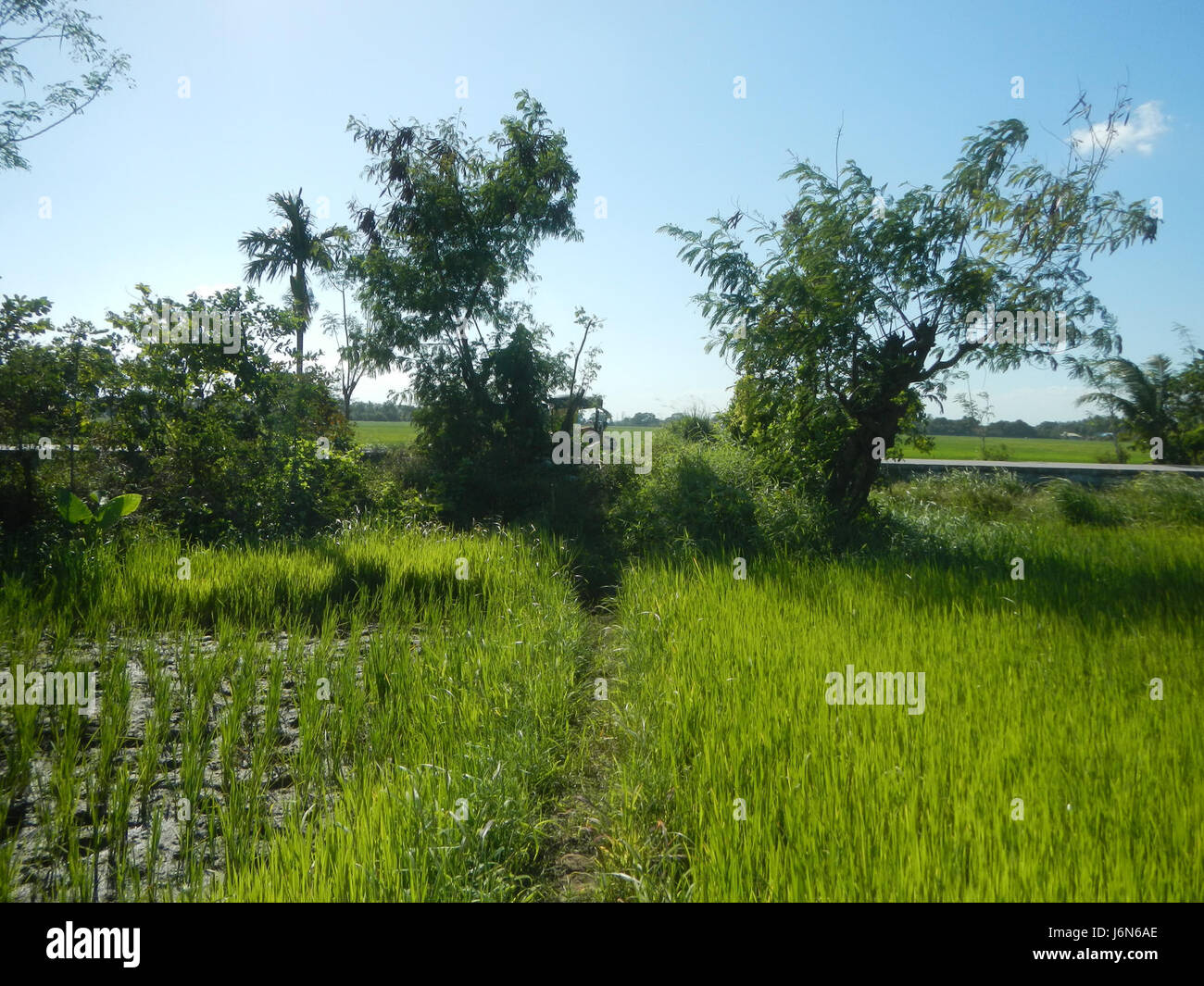09123 Paddy fields Sipat Plaridel Bulacan Farm Market Road 33 Stock ...