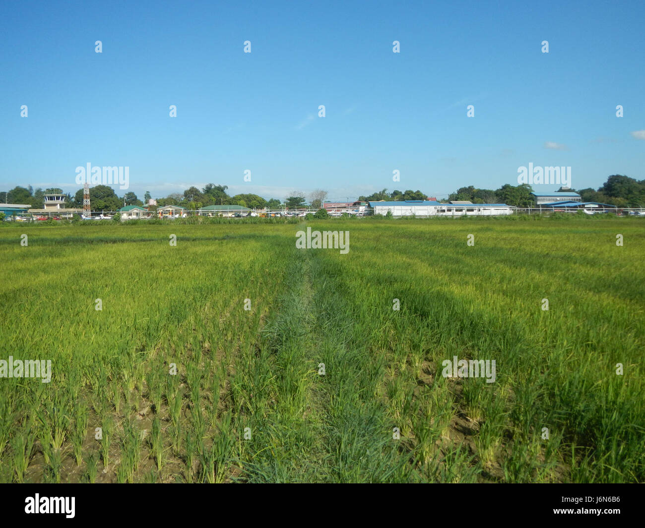 A photograph of the paddy fields in Sipat Dampol, Plaridel, Bulacan ...