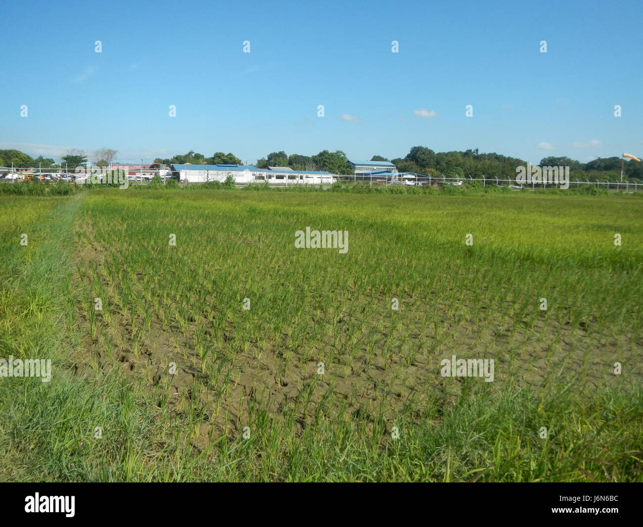 The image features paddy fields in Sipat, Dampol, Plaridel, Bulacan ...