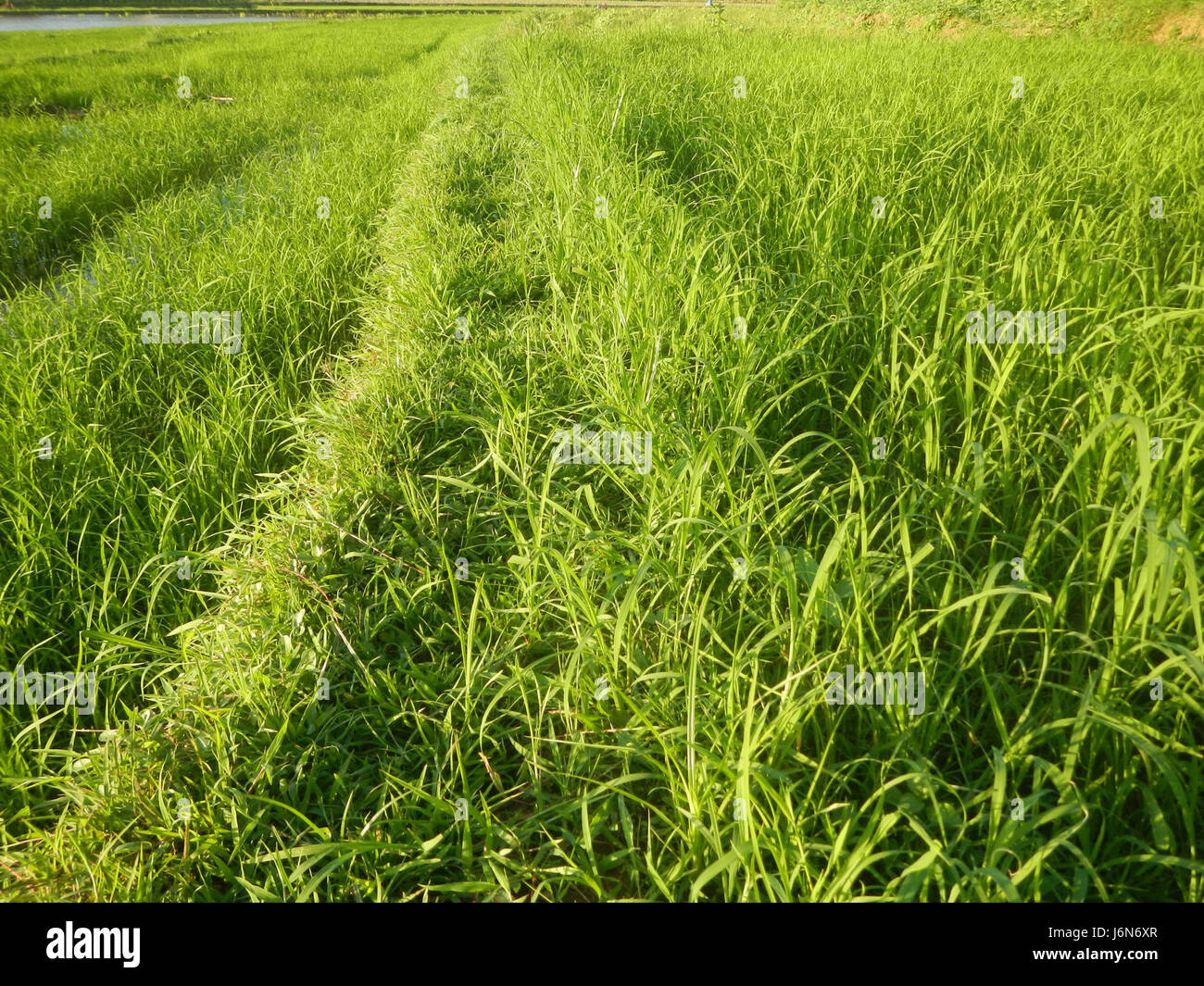 06941 Paddy fields and vegetable plantations Upig Bagong Barrio San ...
