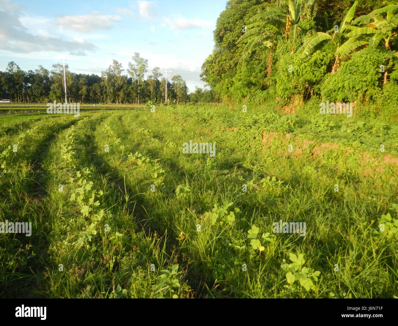 This photograph captures the serene sunset over paddy fields in Upig ...