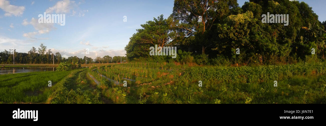 This photograph captures the agricultural landscape of Upig in Bagong ...