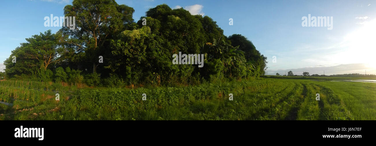 Aerial view of paddy fields and vegetable plantations in Upig, Bagong ...