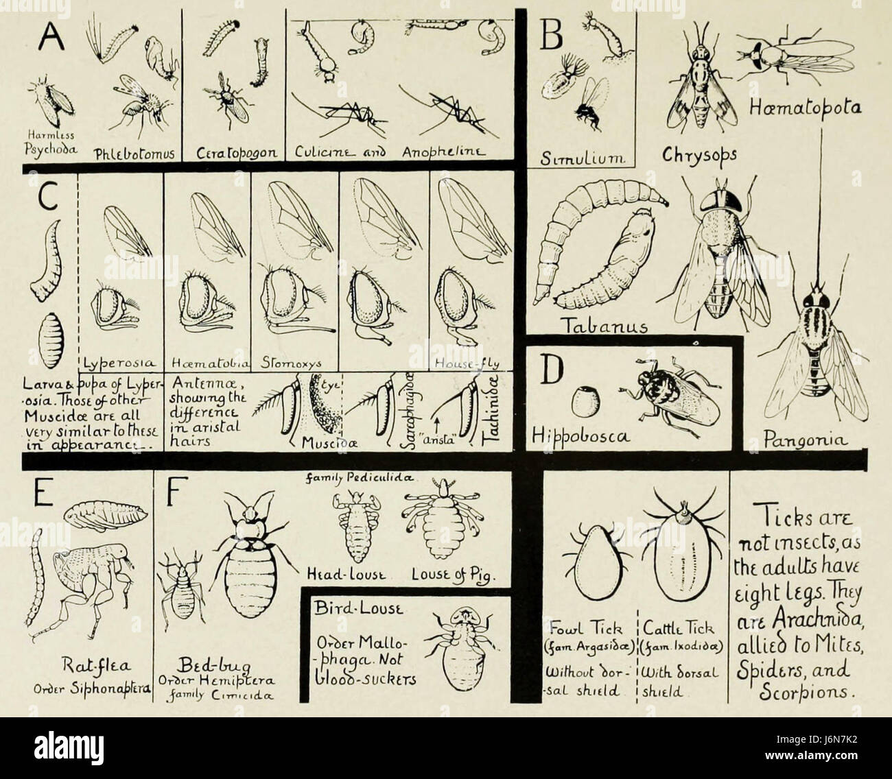 Blood sucking insects hi-res stock photography and images - Alamy