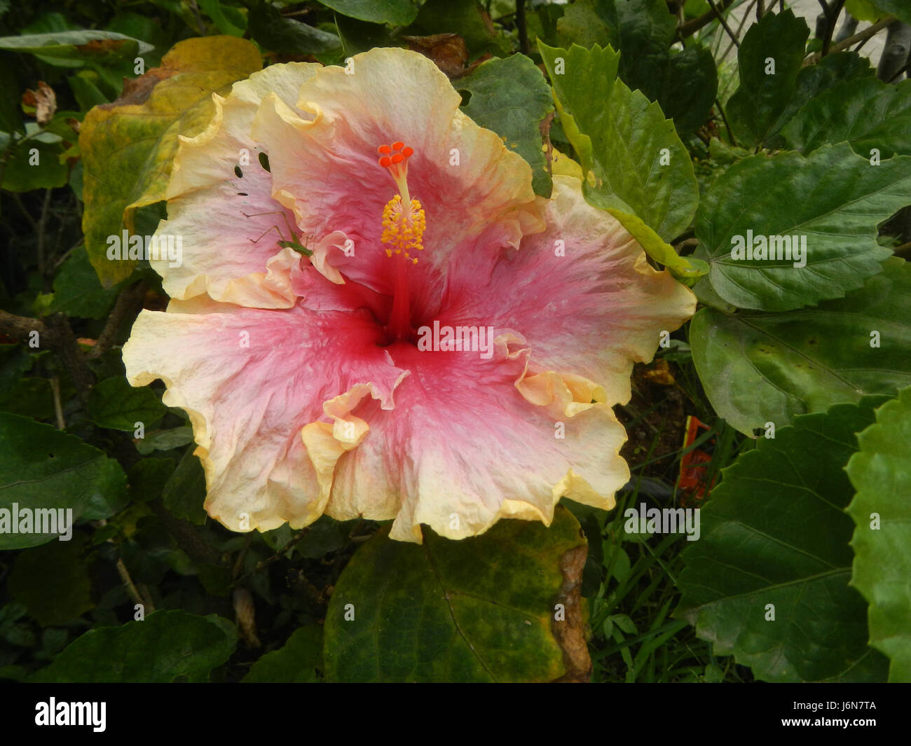 This image features close-up photographs of Hibiscus rosa-sinensis ...