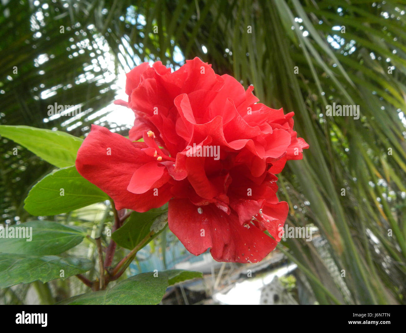 This image shows close-up photographs of Hibiscus rosa-sinensis ...