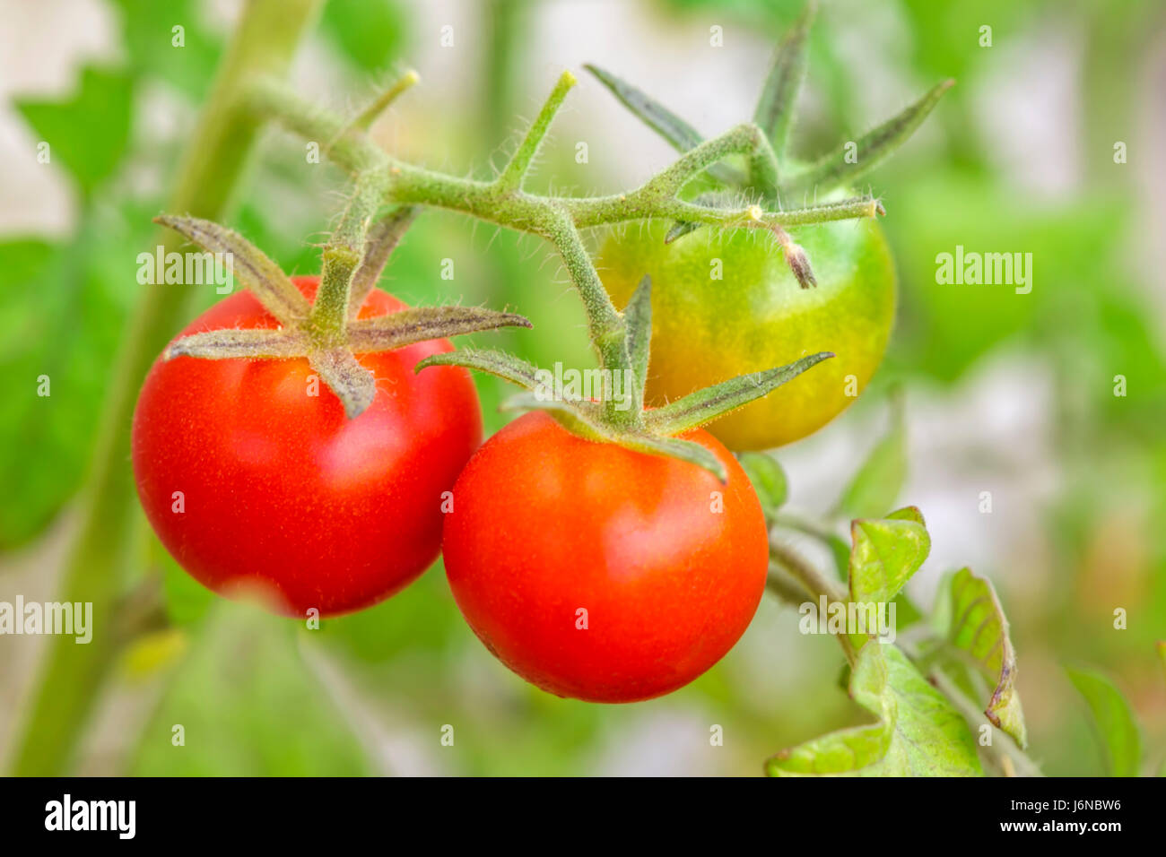 Close up red cherry tomatoes hi-res stock photography and images - Alamy