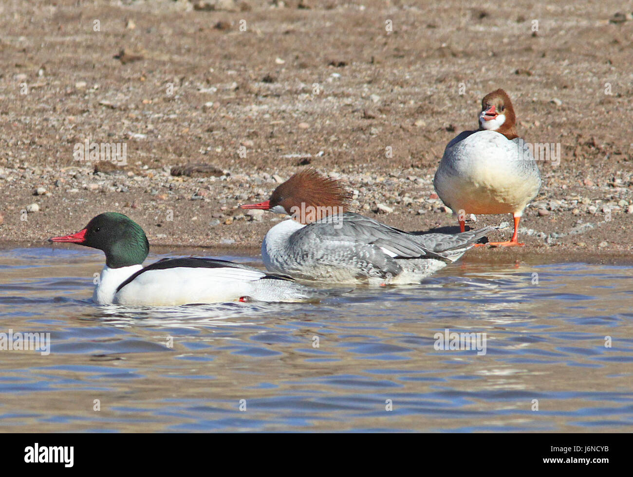 Waterfowl environment hi-res stock photography and images - Alamy