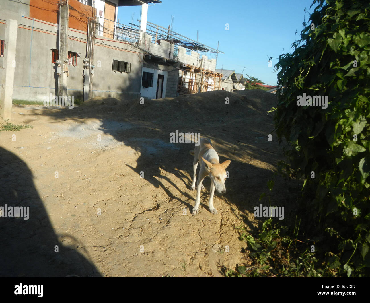 09685 Paddy fields grasslands Liciada Catacte Malawak Bustos Bulacan ...
