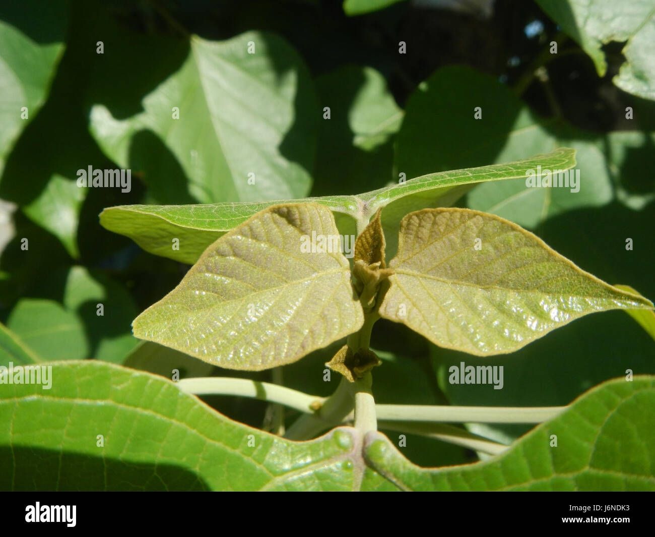 This image shows the leaves of Gmelina philippensis, a tree species ...
