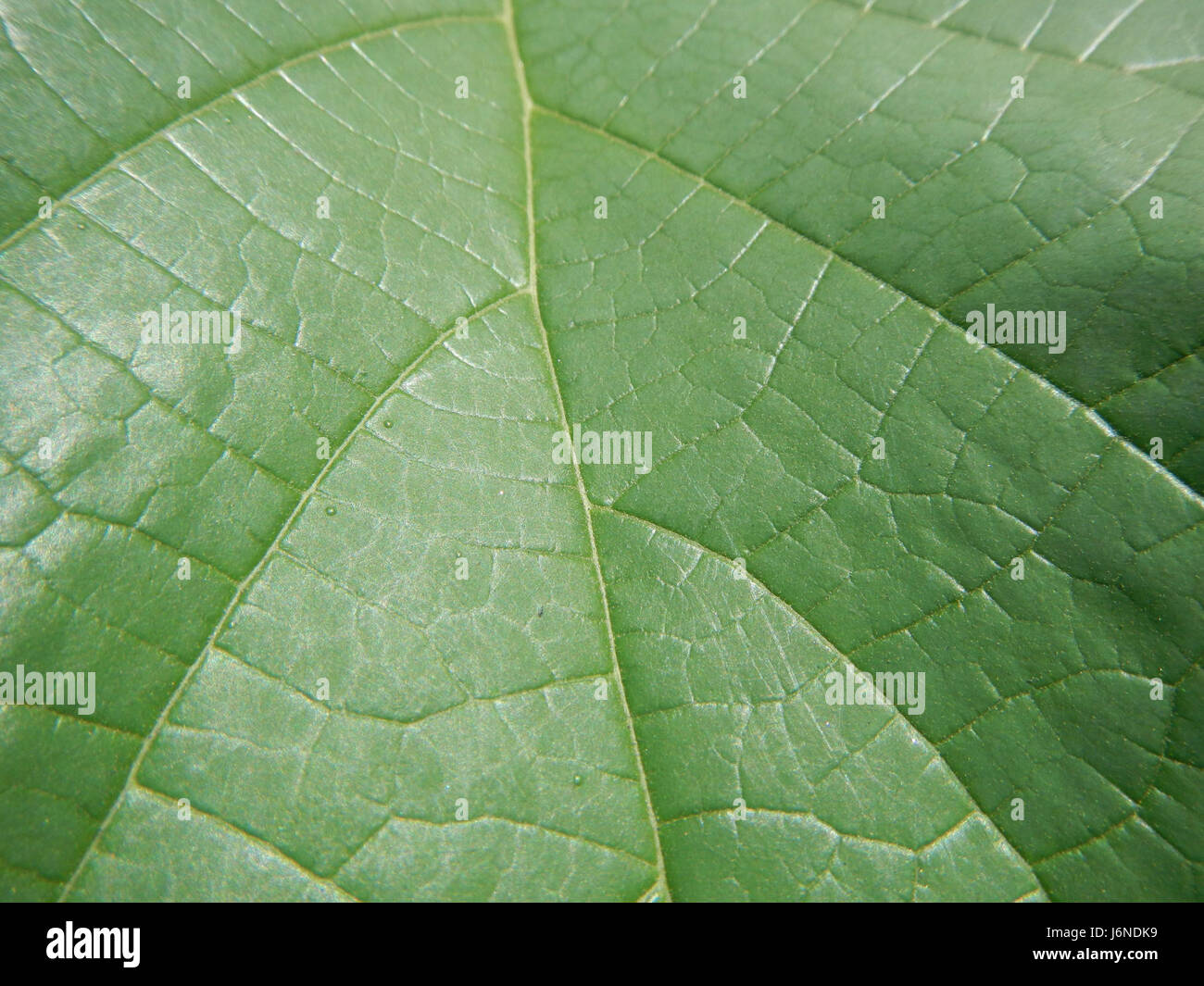 This image depicts the Gmelina philippensis tree, also known as the ...