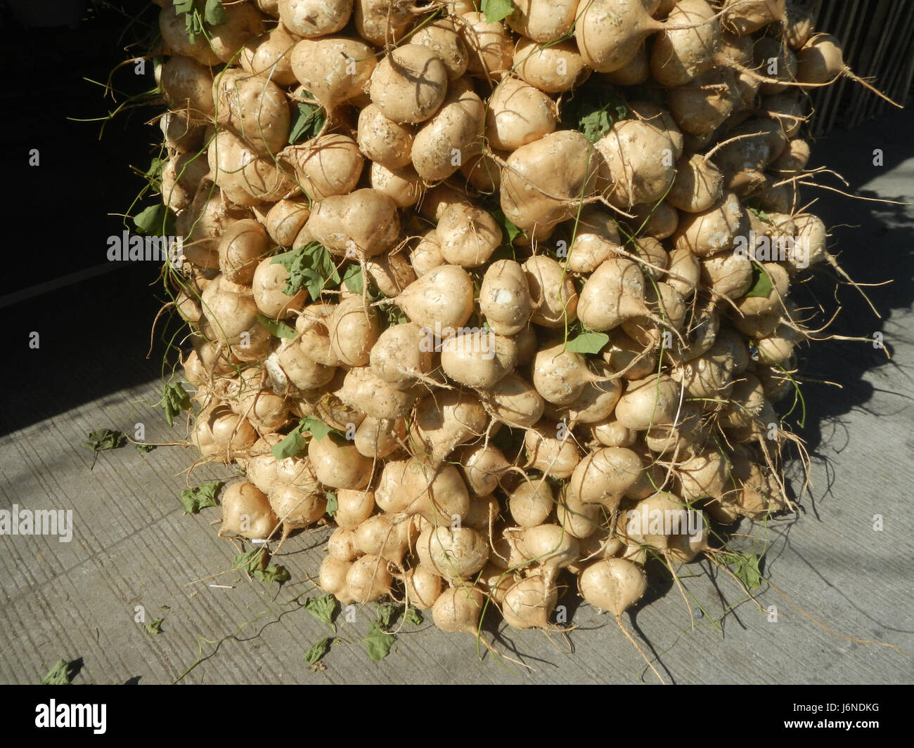 Singkamas hi-res stock photography and images - Alamy