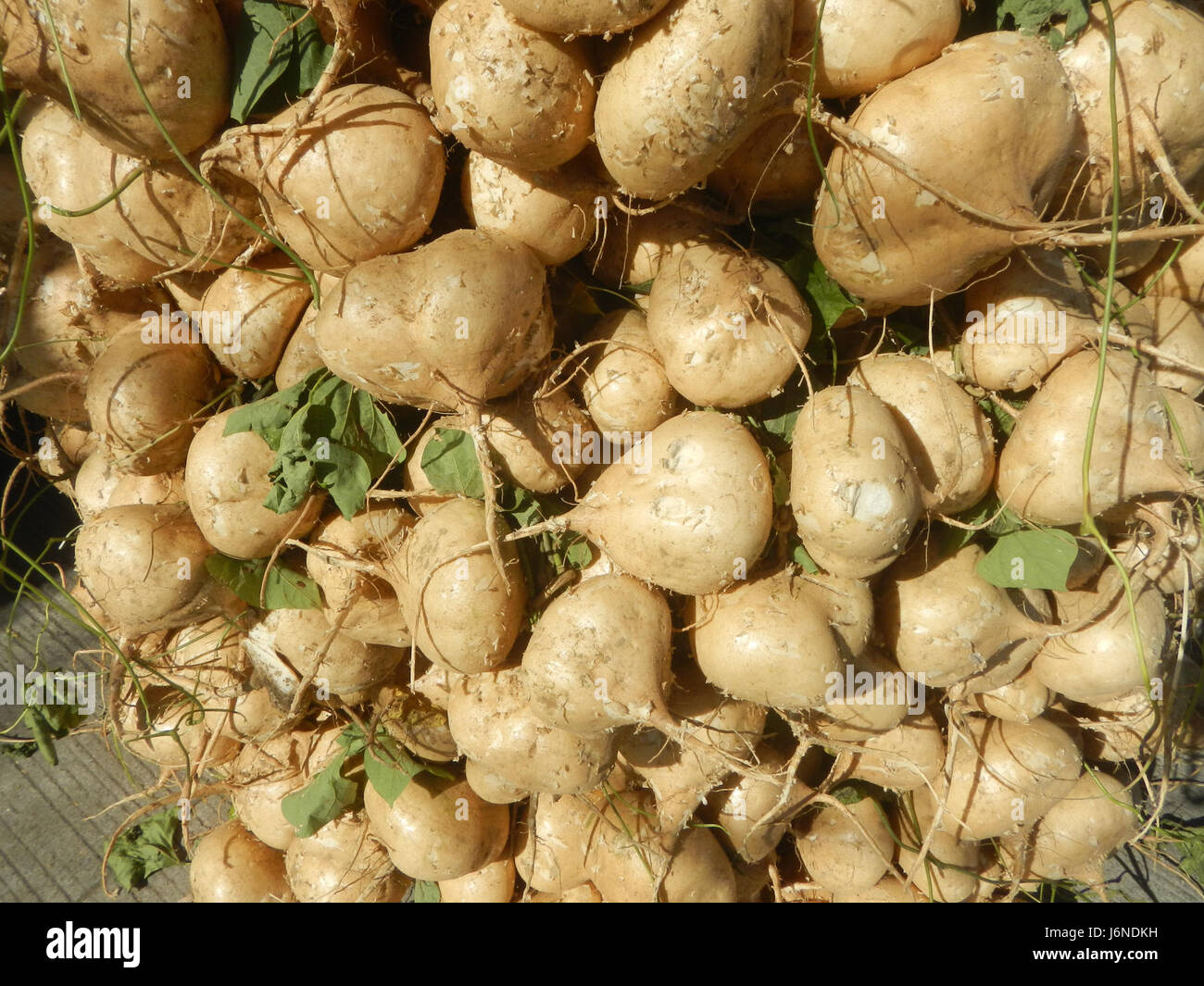 Singkamas hi-res stock photography and images - Alamy