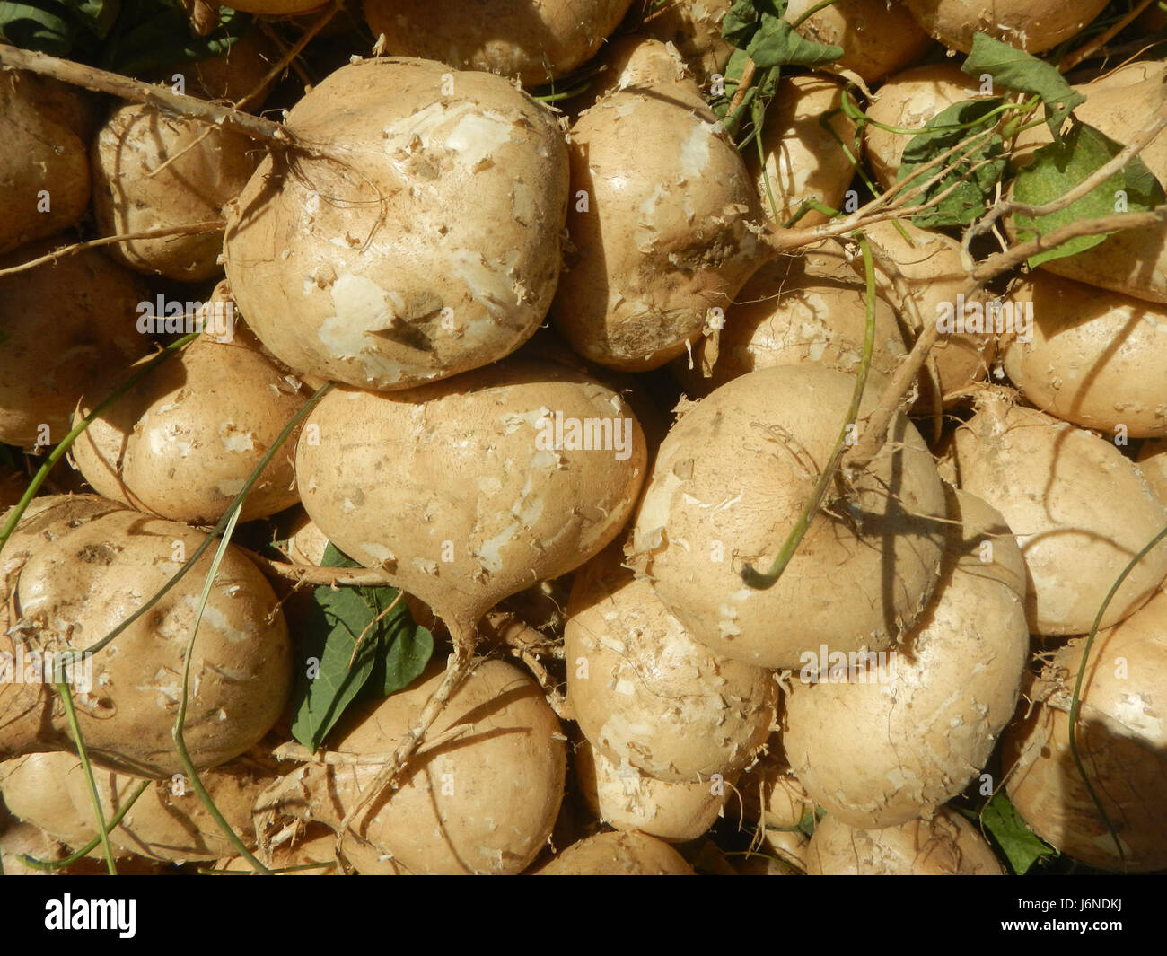 Singkamas hi-res stock photography and images - Alamy