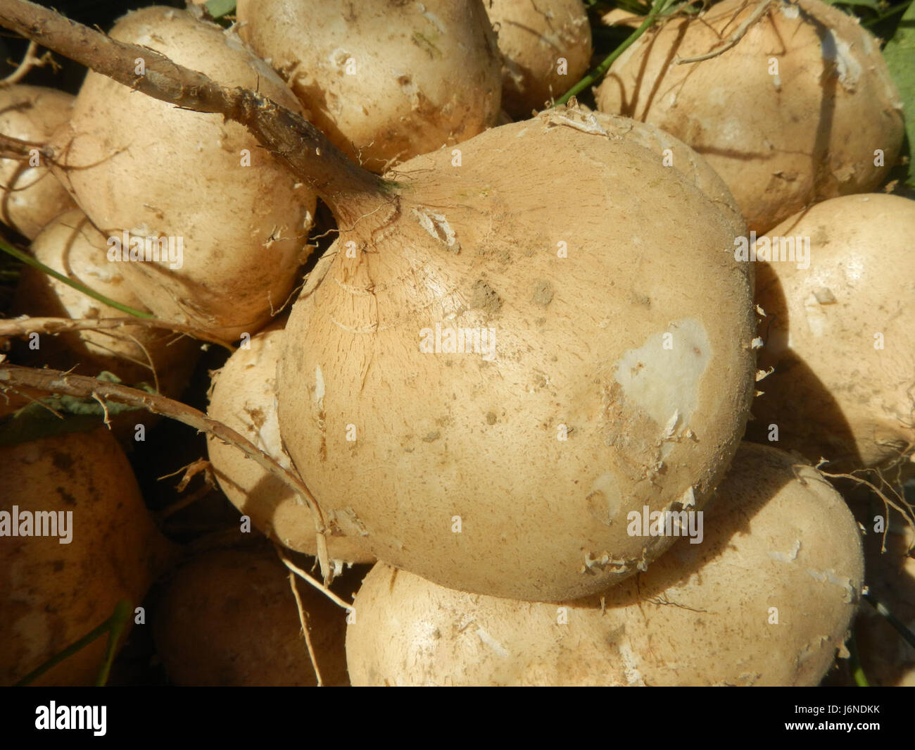 Singkamas hi-res stock photography and images - Alamy