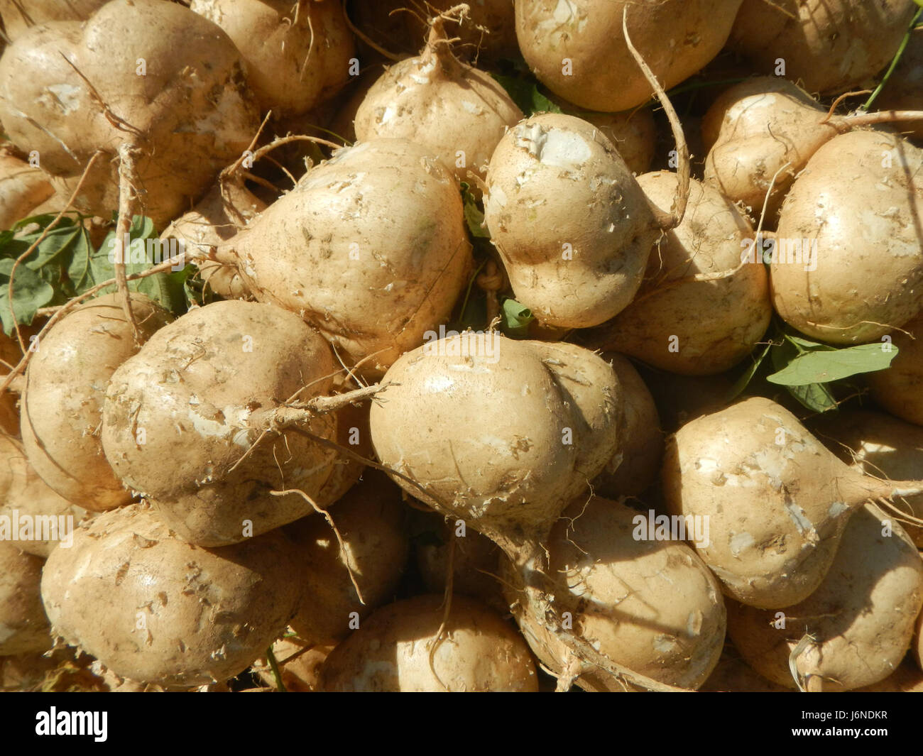 Singkamas hi-res stock photography and images - Alamy