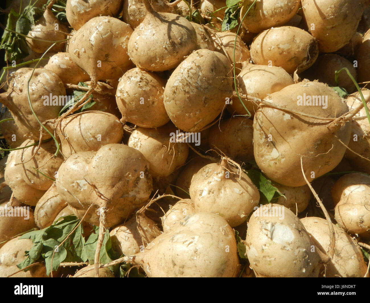 Pachyrhizus erosus hi-res stock photography and images - Alamy