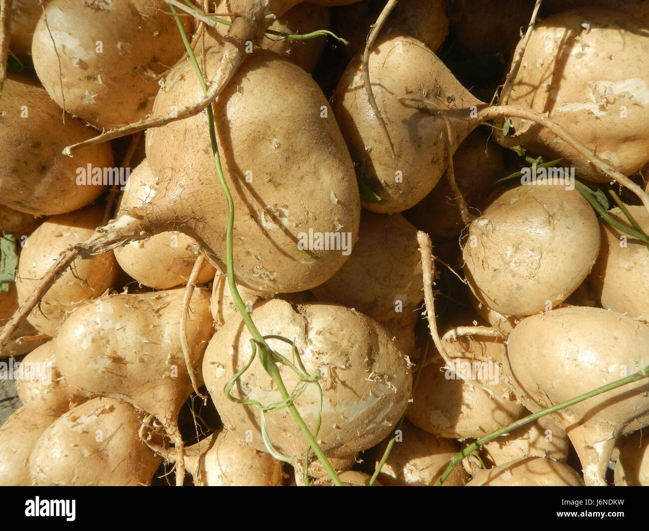 Pachyrhizus erosus, commonly known as singkamas or jicama, is a root ...