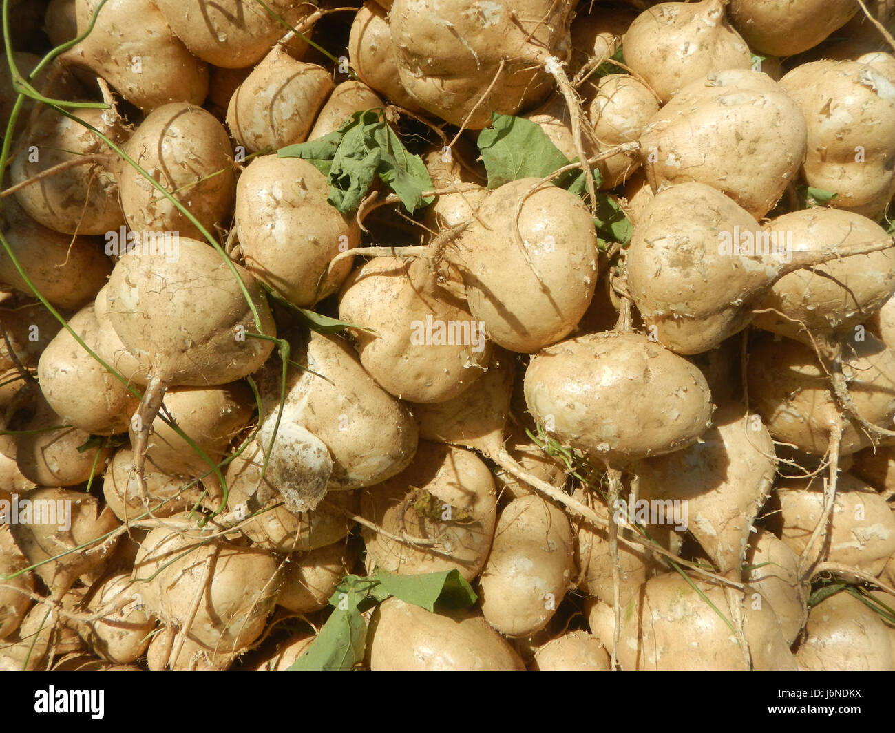 Singkamas hi-res stock photography and images - Alamy