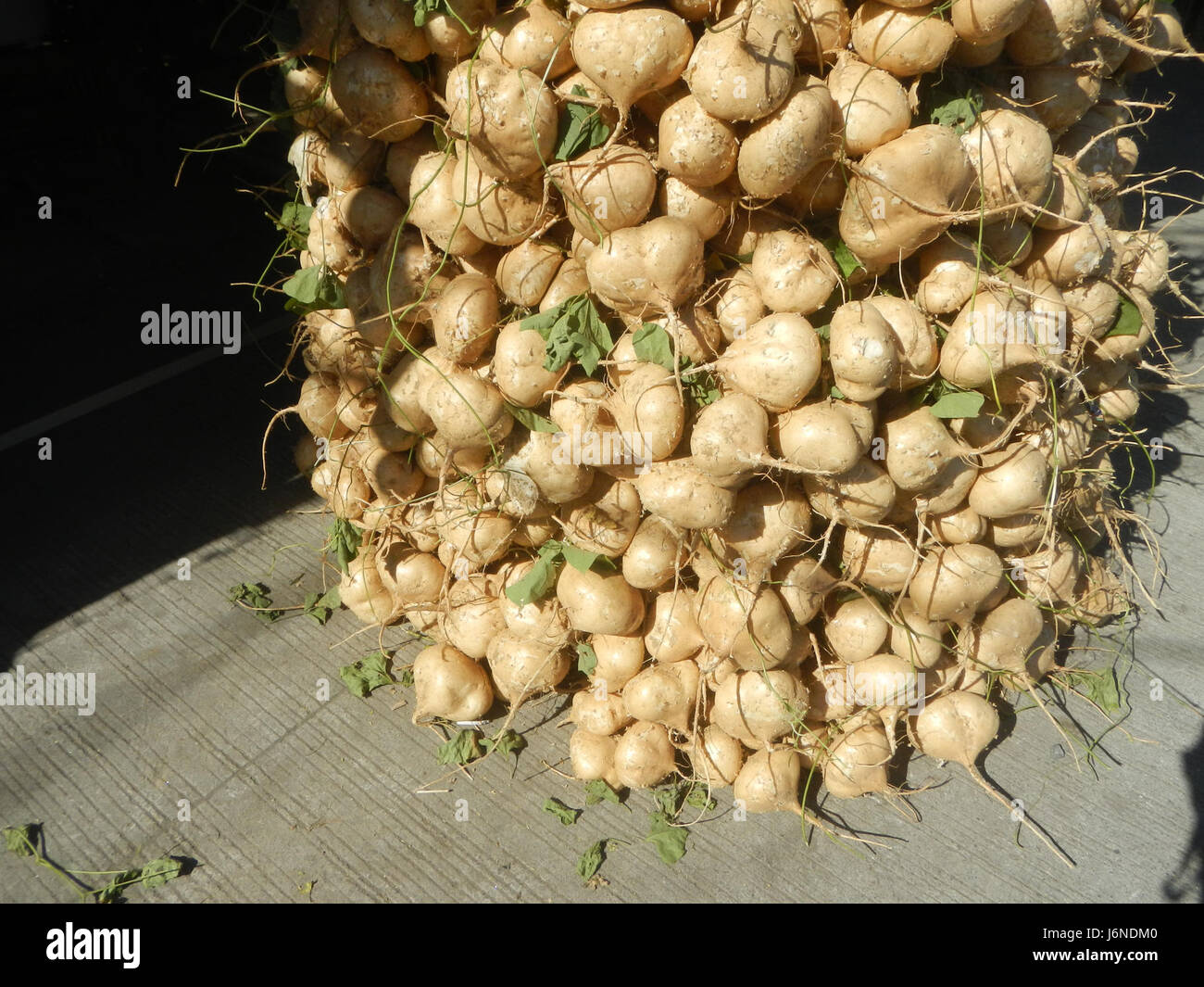 Singkamas hi-res stock photography and images - Alamy