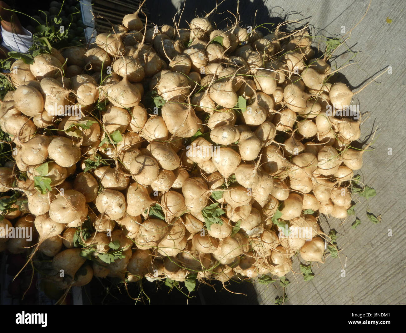 Pachyrhizus erosus, commonly known as singkamas, is a root vegetable ...