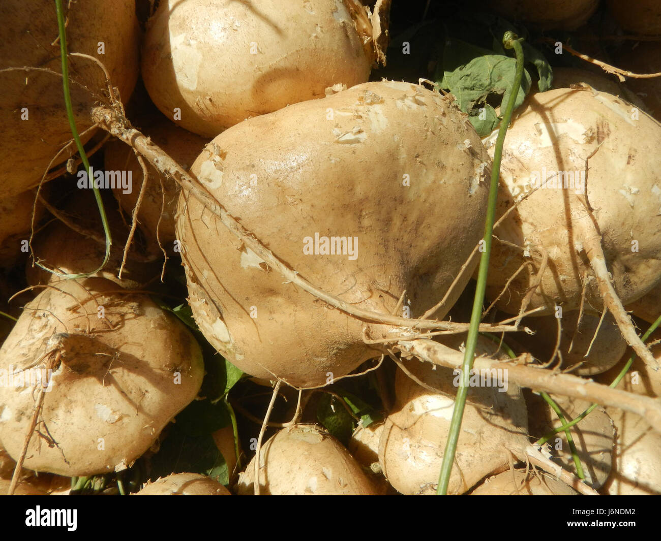 Singkamas High Resolution Stock Photography and Images - Alamy