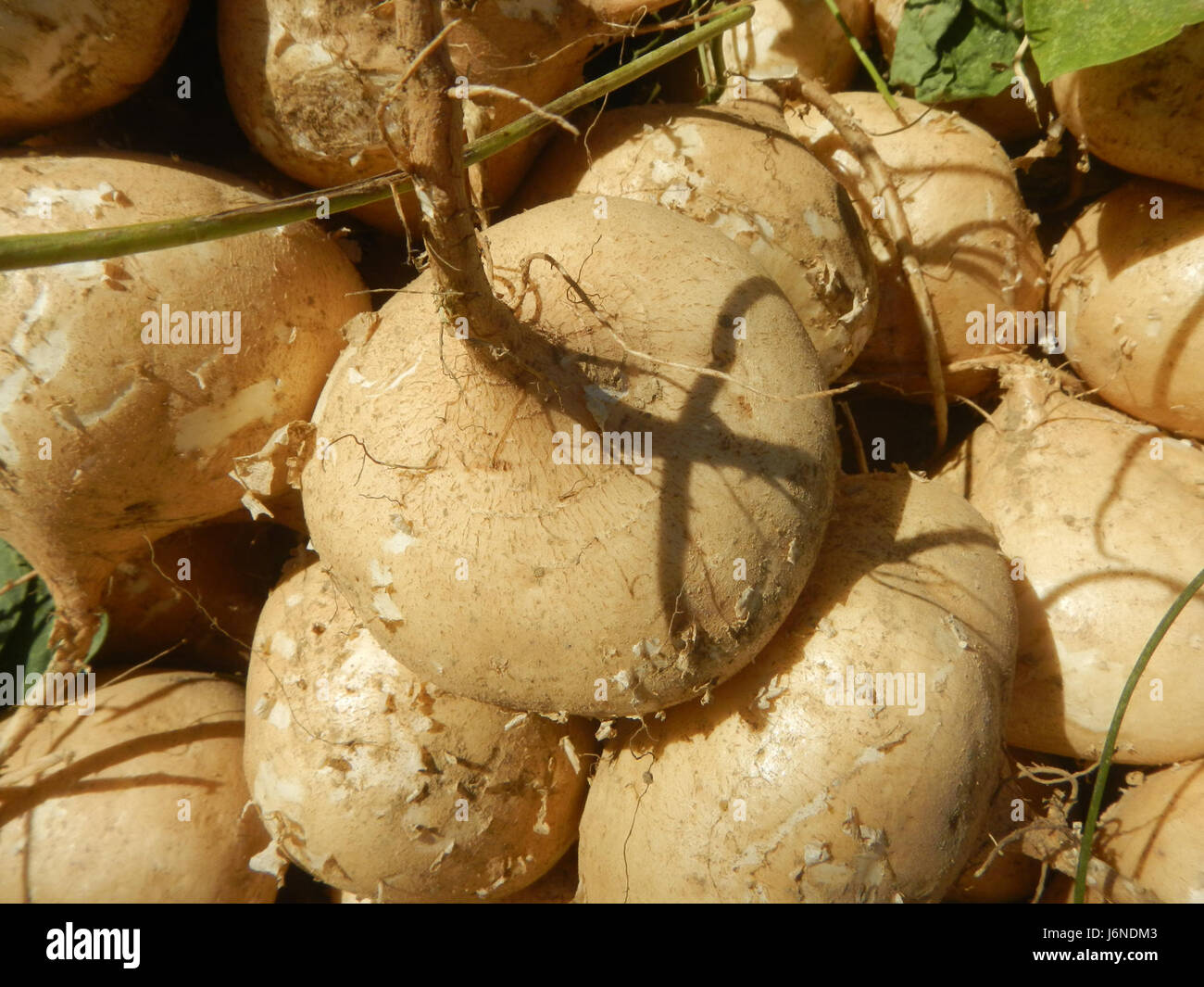 Singkamas High Resolution Stock Photography and Images - Alamy