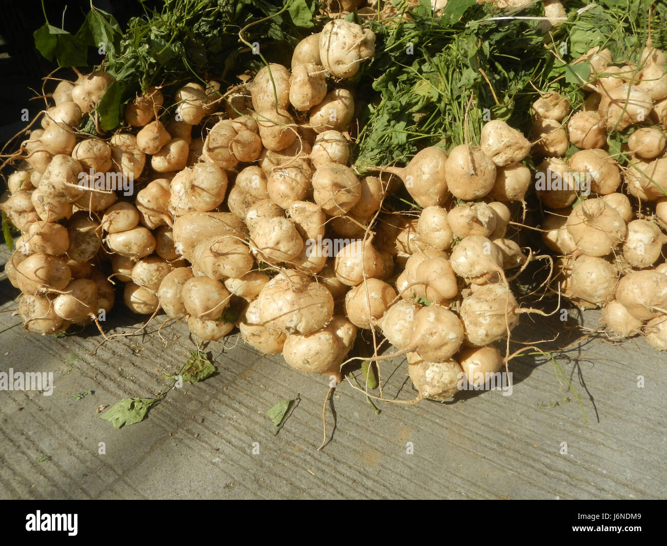 Singkamas hi-res stock photography and images - Alamy