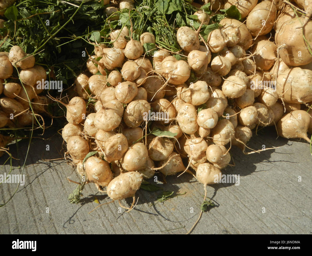 Singkamas hi-res stock photography and images - Alamy