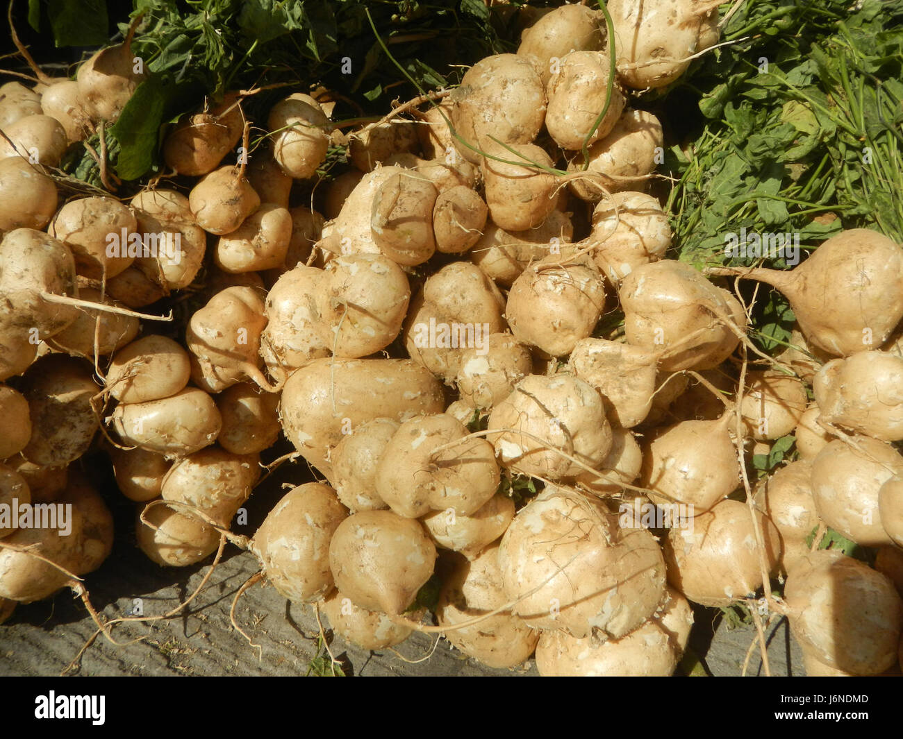 Singkamas hi-res stock photography and images - Alamy