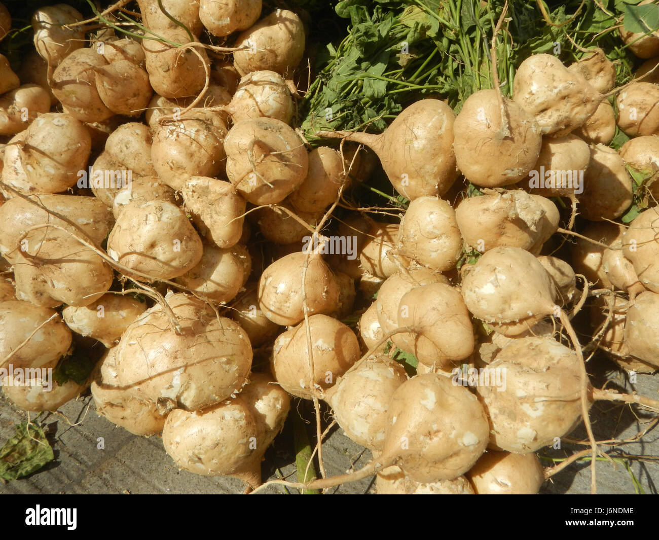 Singkamas hi-res stock photography and images - Alamy