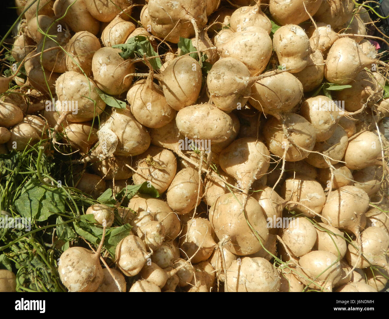 Singkamas hi-res stock photography and images - Alamy