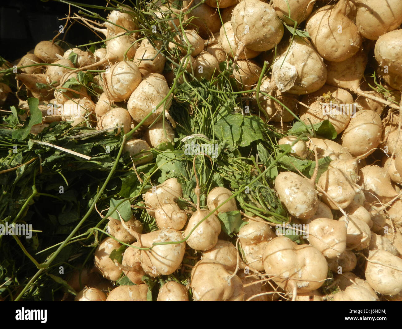 Singkamas hi-res stock photography and images - Alamy