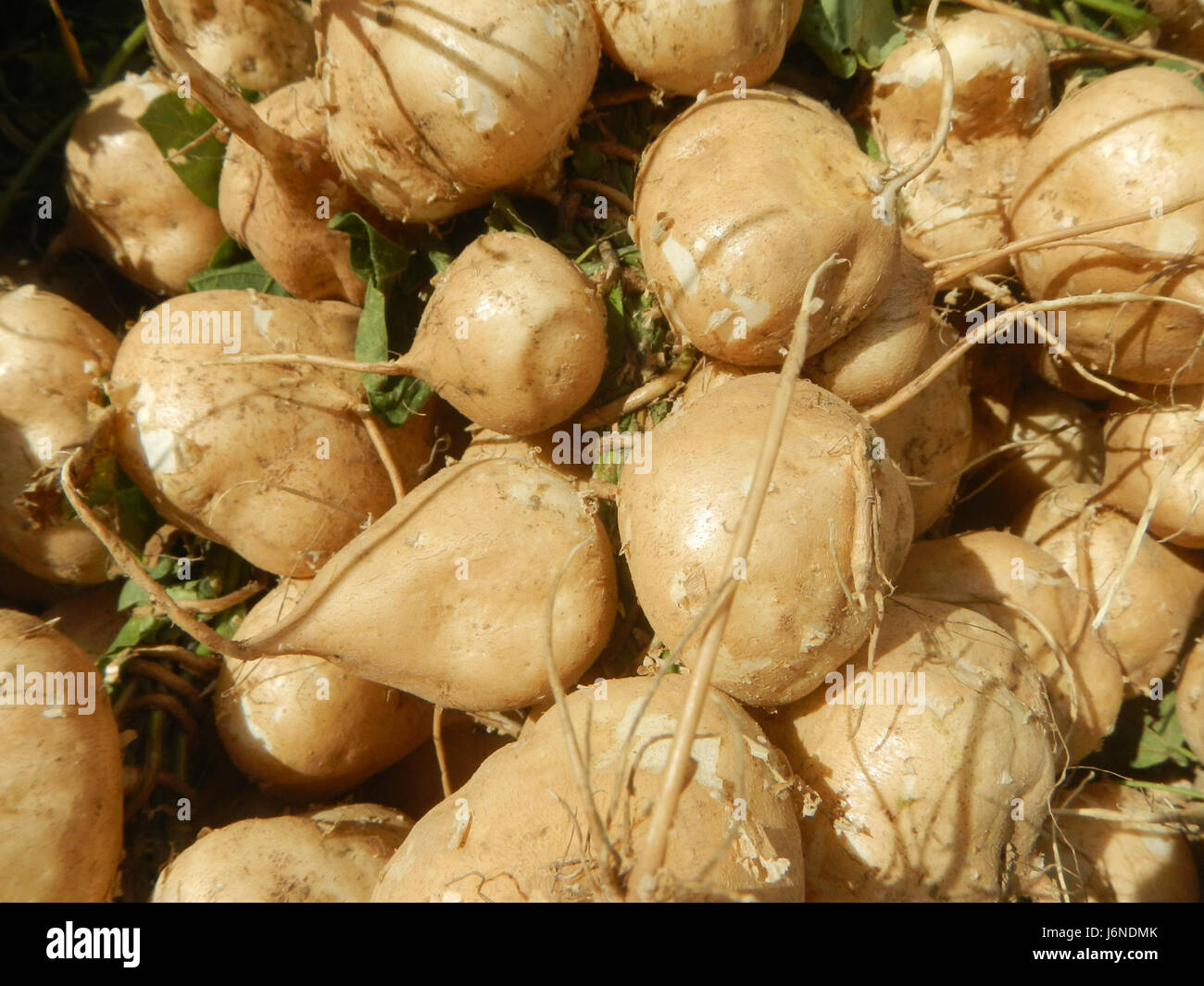 Pachyrhizus erosus, also known as singkamas, is a root vegetable ...