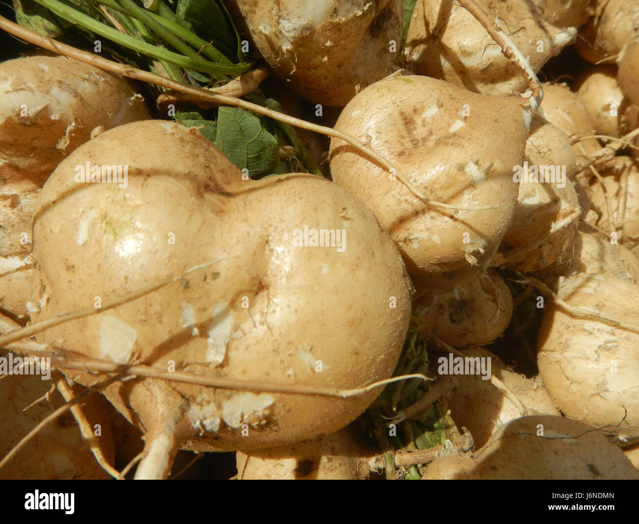 Pachyrhizus erosus, commonly known as singkamas, is a root vegetable ...