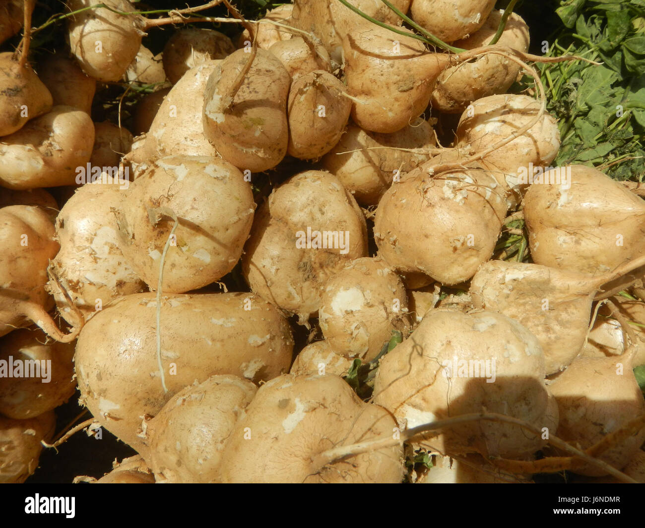 Singkamas hi-res stock photography and images - Alamy