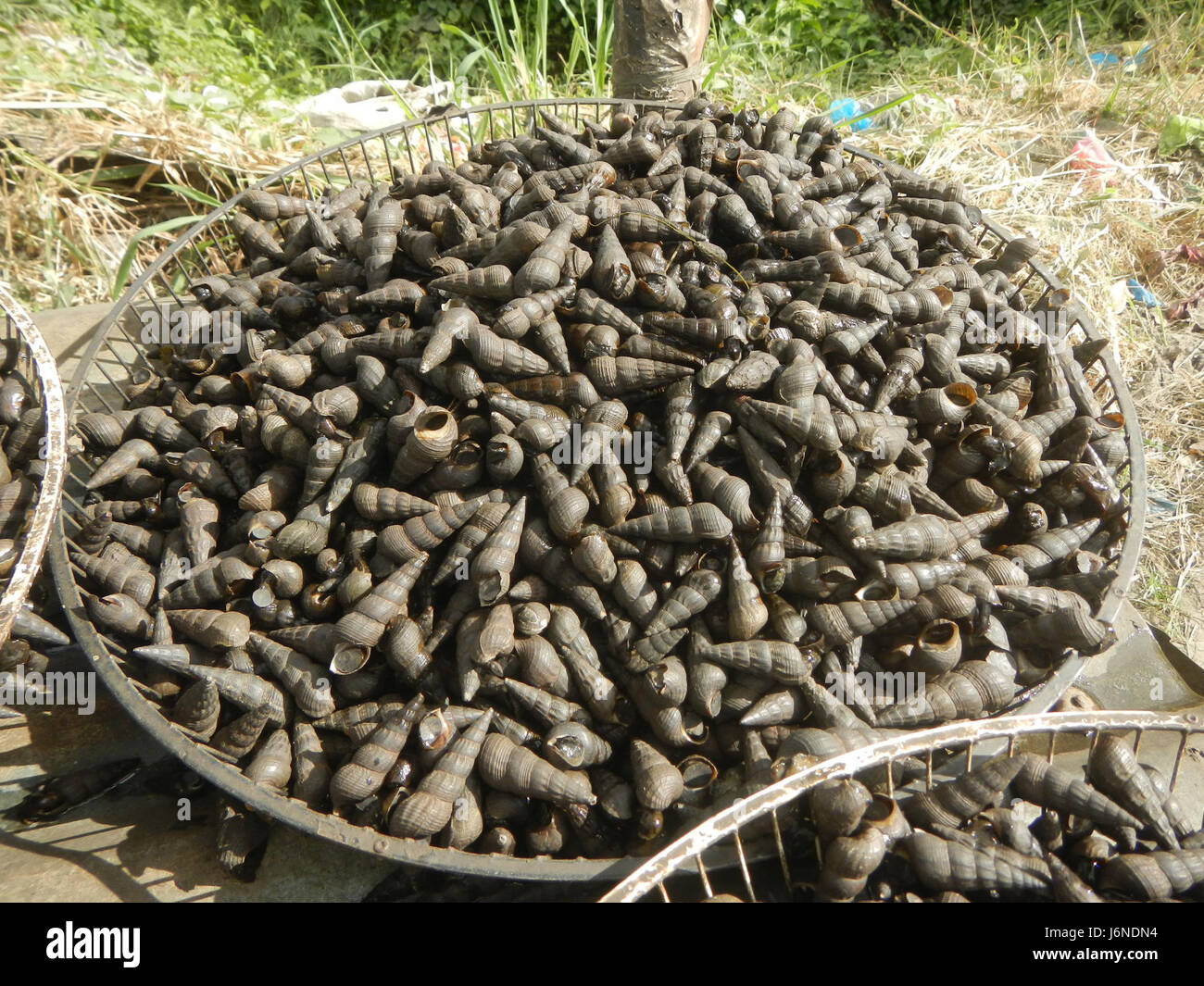 0730 Halaan Philippines Susong pilipit Agurong Tabagwang Bulacan ...