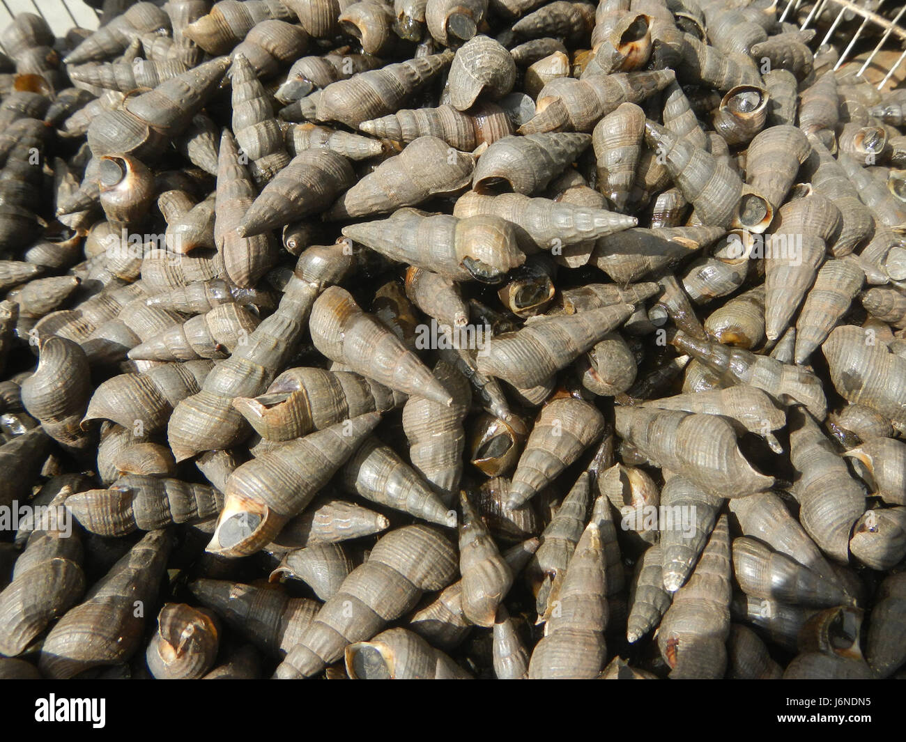 0730 Halaan Philippines Susong pilipit Agurong Tabagwang Bulacan ...