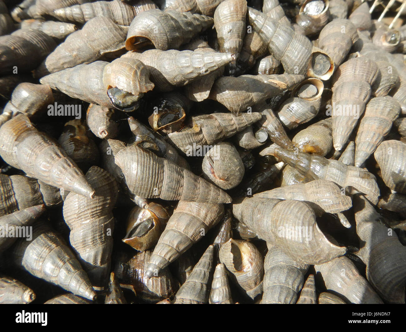 0730 halaan philippines susong pilipit hi-res stock photography and ...