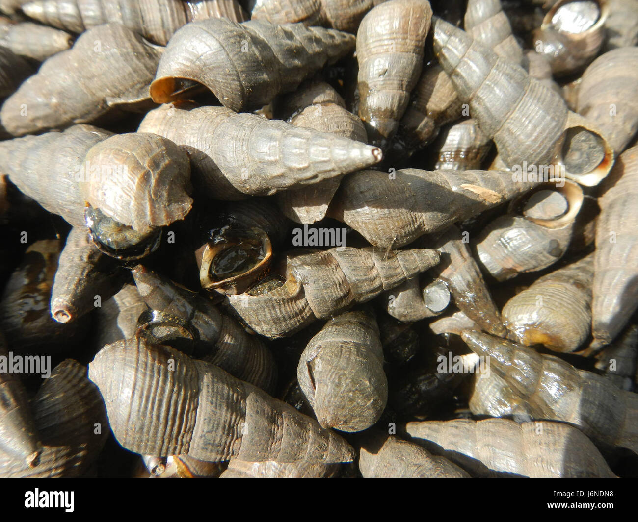 0730 Halaan Philippines Susong pilipit Agurong Tabagwang Bulacan ...