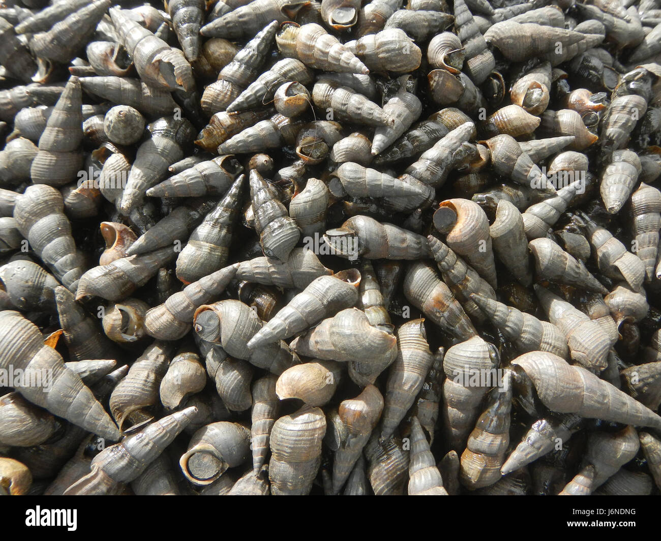 0730 Halaan Philippines Susong pilipit Agurong Tabagwang Bulacan ...