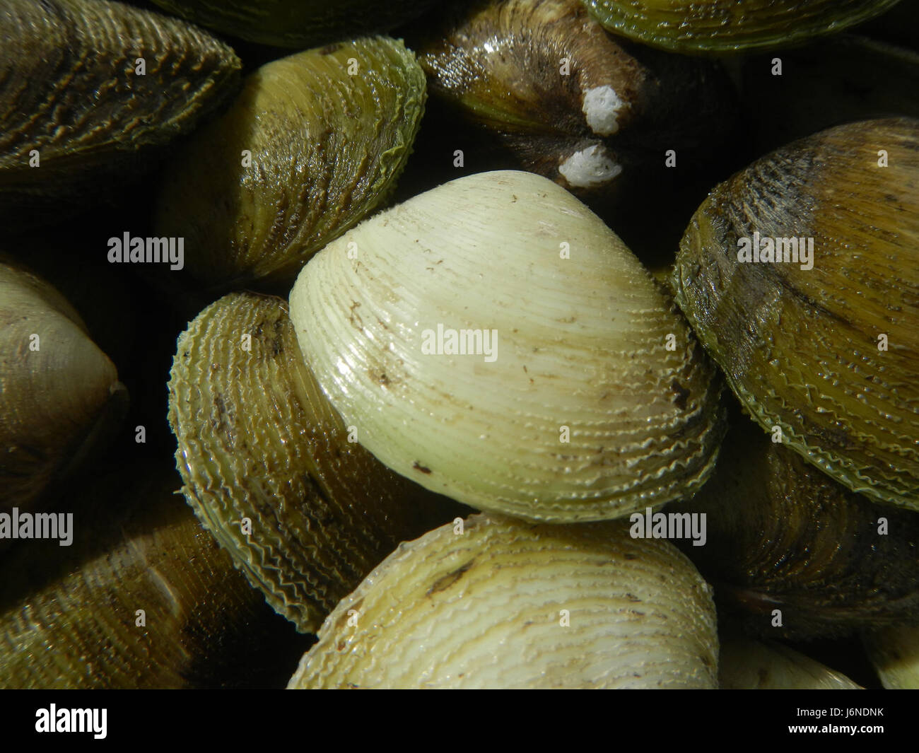 This refers to locations in the Philippines, including Susong Pilipit ...