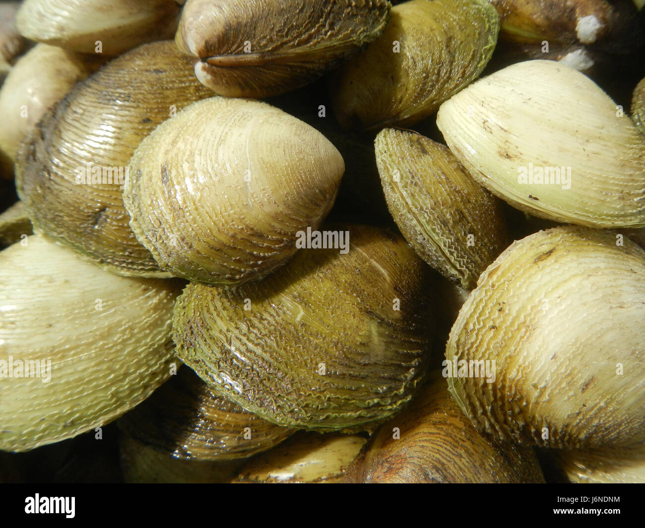 0730 Halaan Philippines Susong pilipit Agurong Tabagwang Bulacan ...