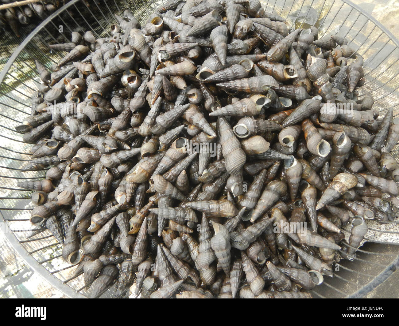 0730 Halaan Philippines Susong pilipit Agurong Tabagwang Bulacan ...