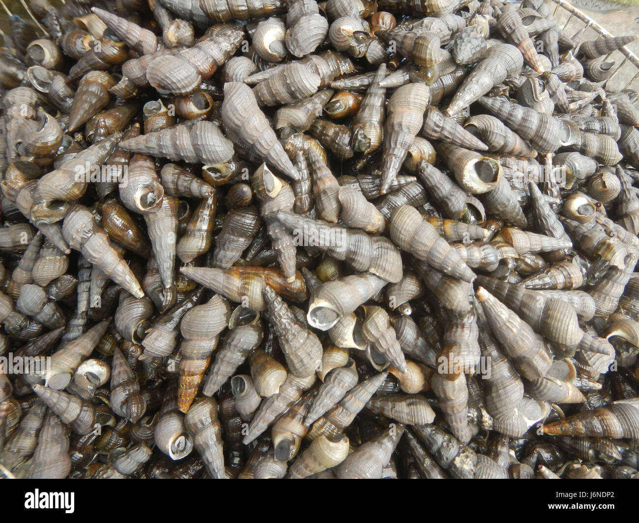 0730 Halaan Philippines Susong pilipit Agurong Tabagwang Bulacan ...