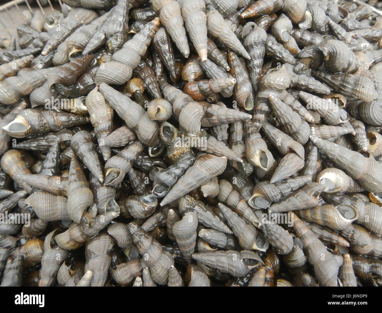 0730 Halaan Philippines Susong pilipit Agurong Tabagwang Bulacan ...