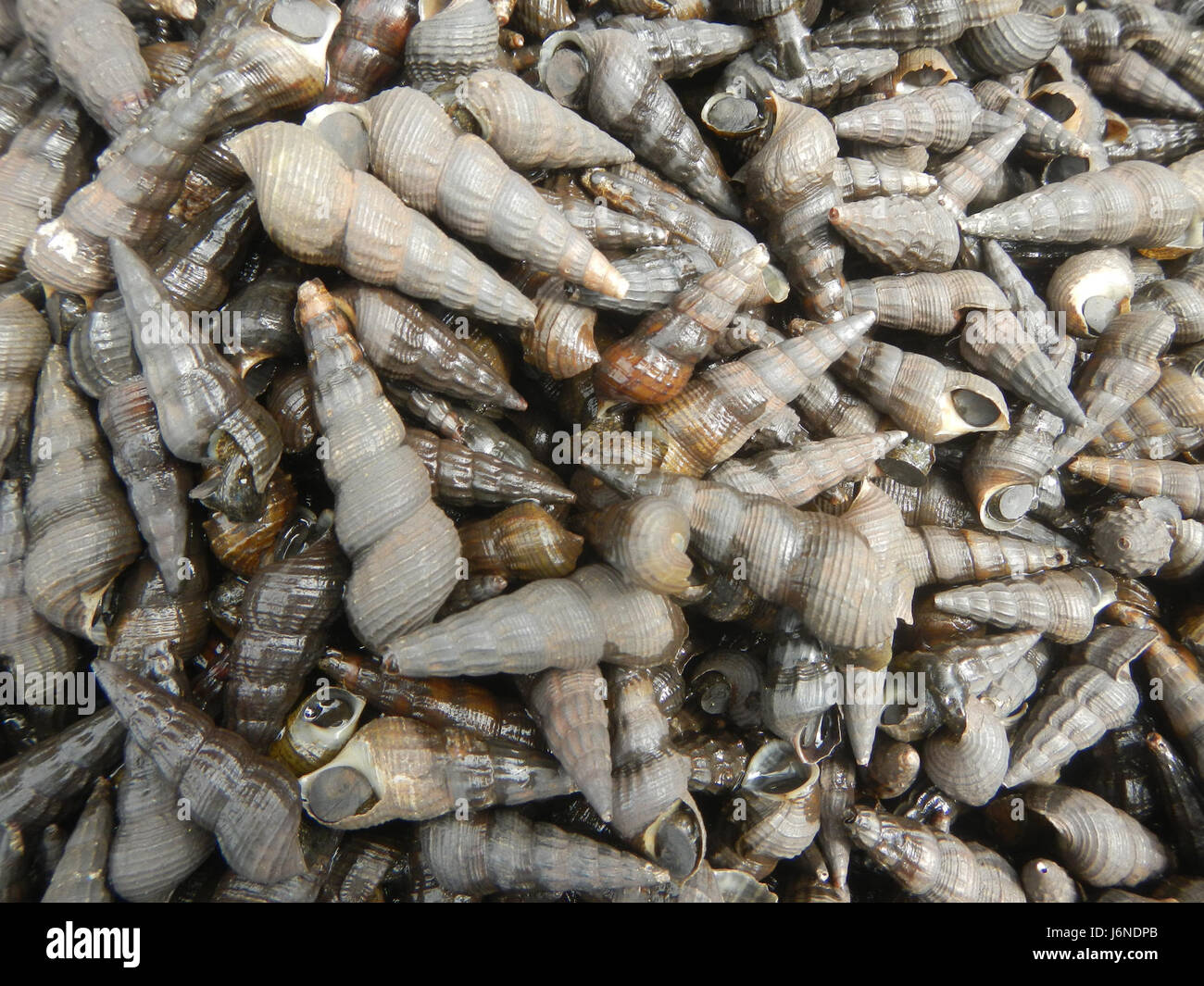 0730 Halaan Philippines Susong pilipit Agurong Tabagwang Bulacan ...