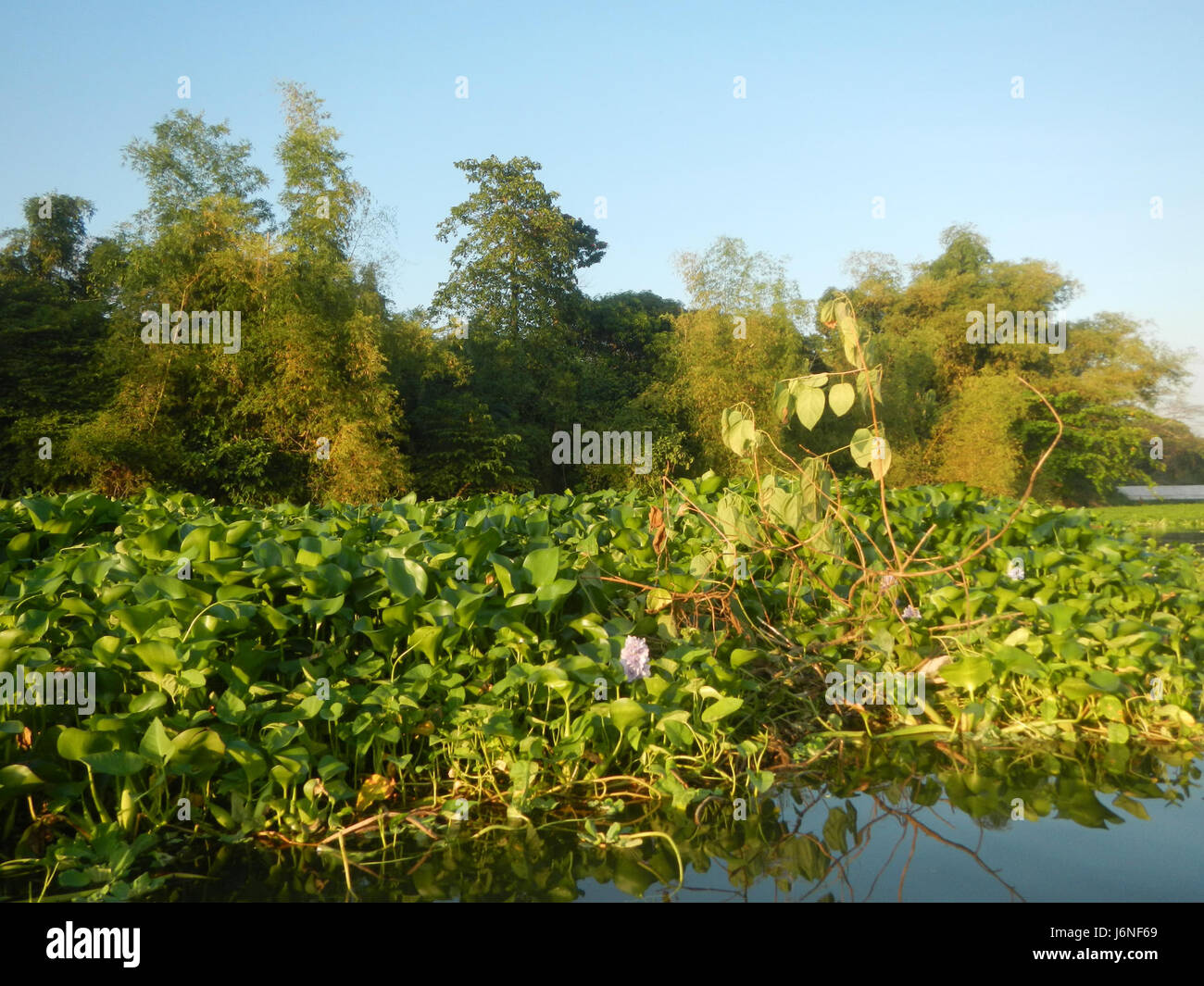 A description of Pulilan Riverbanks in Bulacan, showing the rural ...